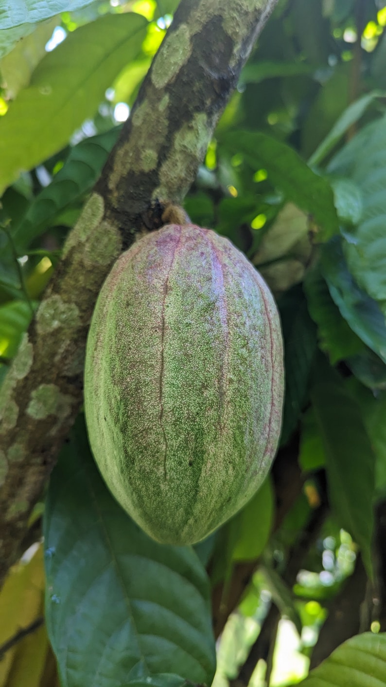 Theobroma Cacao Amelonado/forastero Live Rooted Plant Tree - Etsy