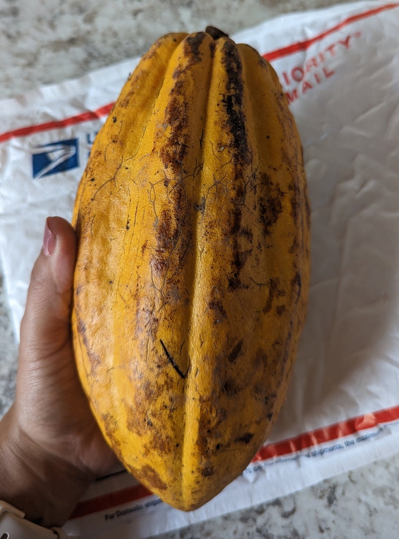 Tree - 2x Trinitario-theobroma Cacao Variety Tree - With Healthy Roots ...