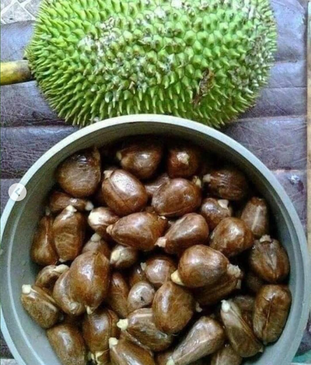 Bread Fruit Nut Seedling Tree Artocarpus Camansi Live Seedling - Etsy