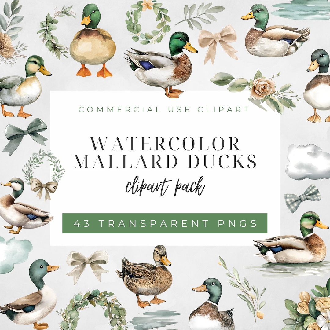 Watercolor Mallard Duck Clipart Bundle: Baby Shower PNG Graphics ...
