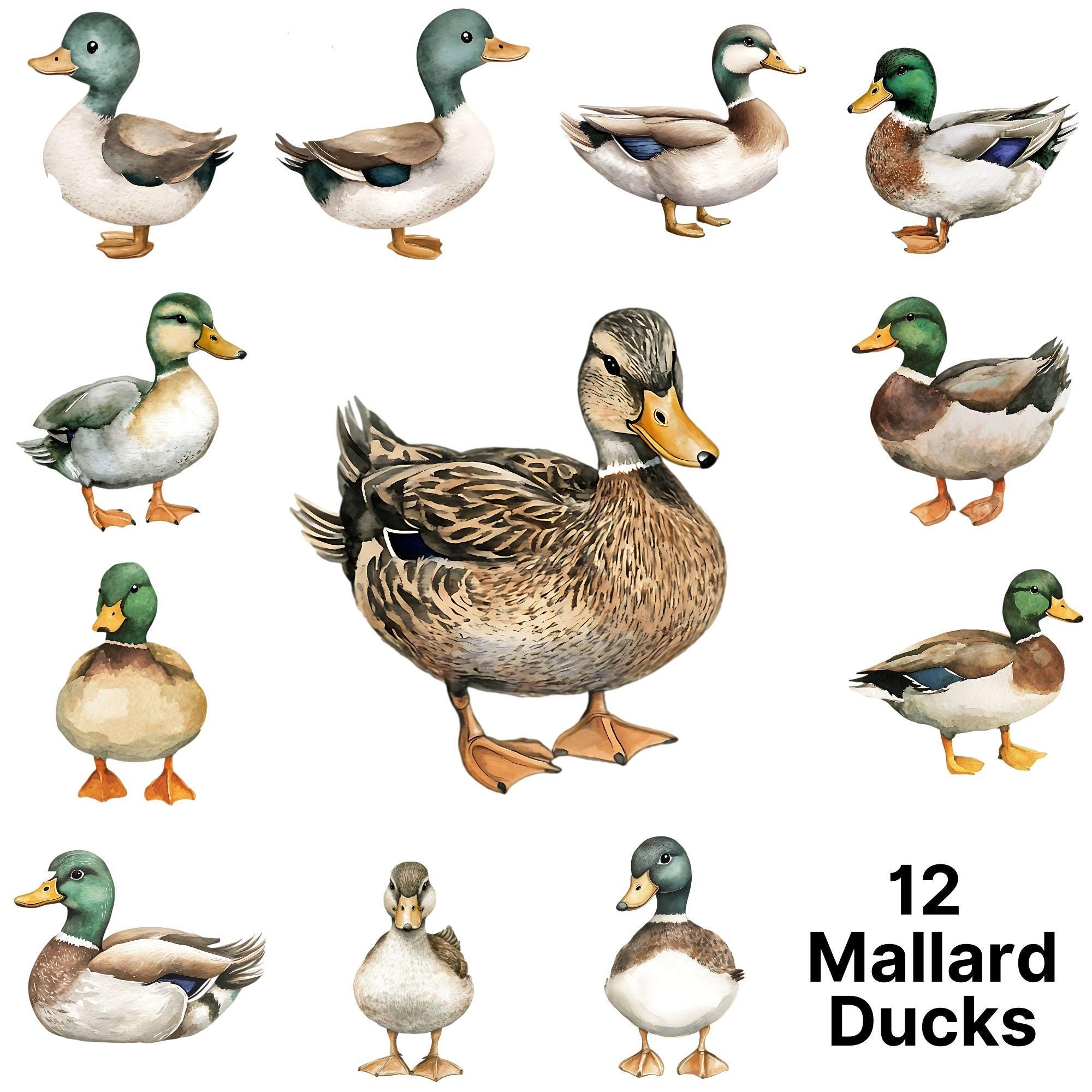 Watercolor Mallard Duck Clipart Bundle: Baby Shower PNG Graphics ...