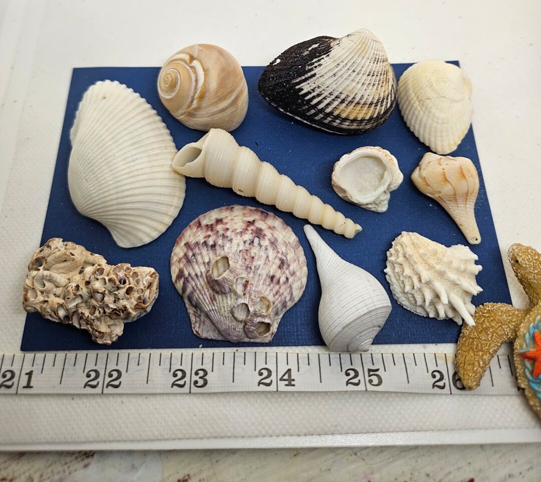 SWFL Hand-picked Assorted Shells Pack - Etsy