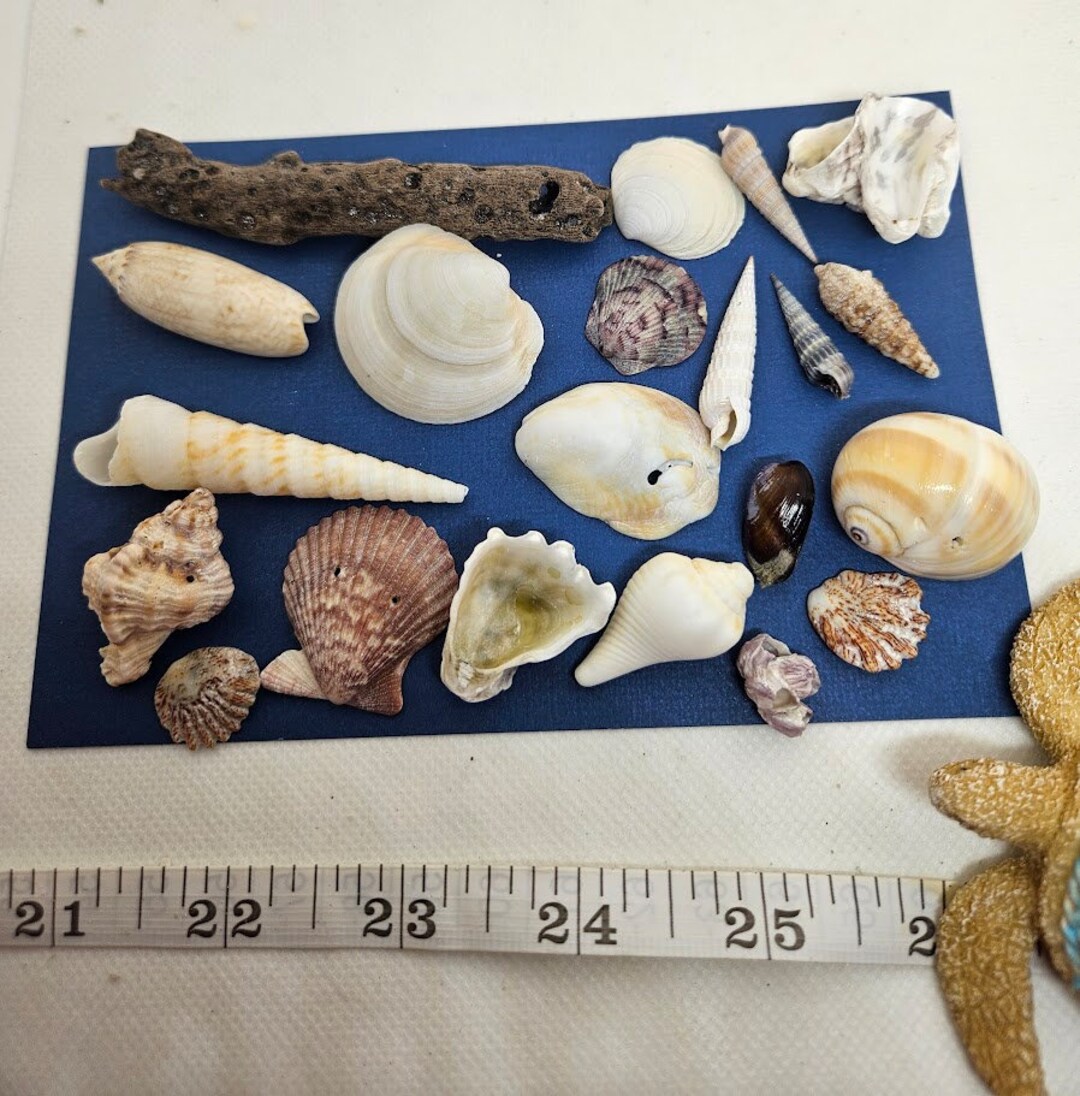 SWFL Shells Assorted Pack - Etsy
