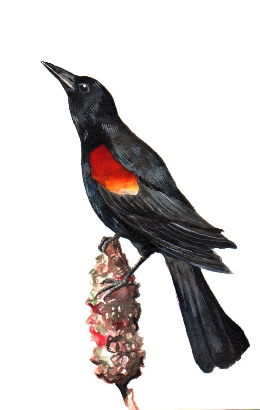 Red Wing Black Bird - Etsy