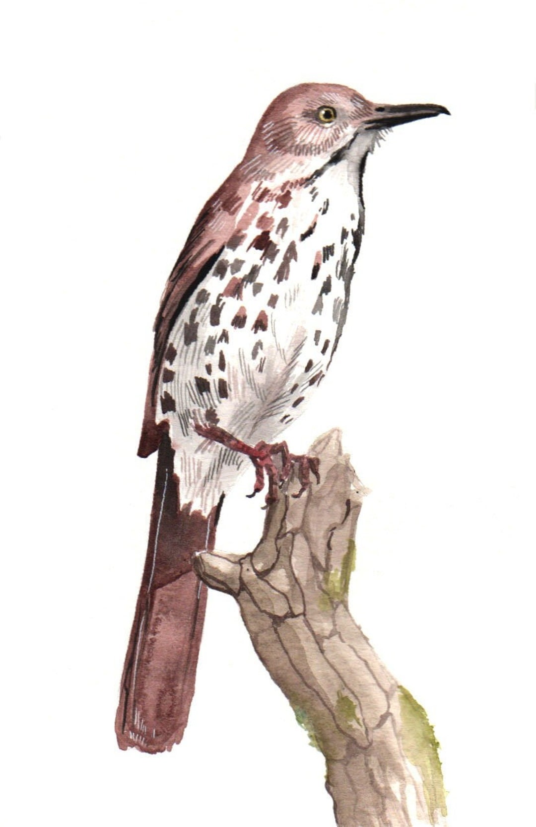 Brown Thrasher Watercolor Print: Georgia State Bird Art - Etsy