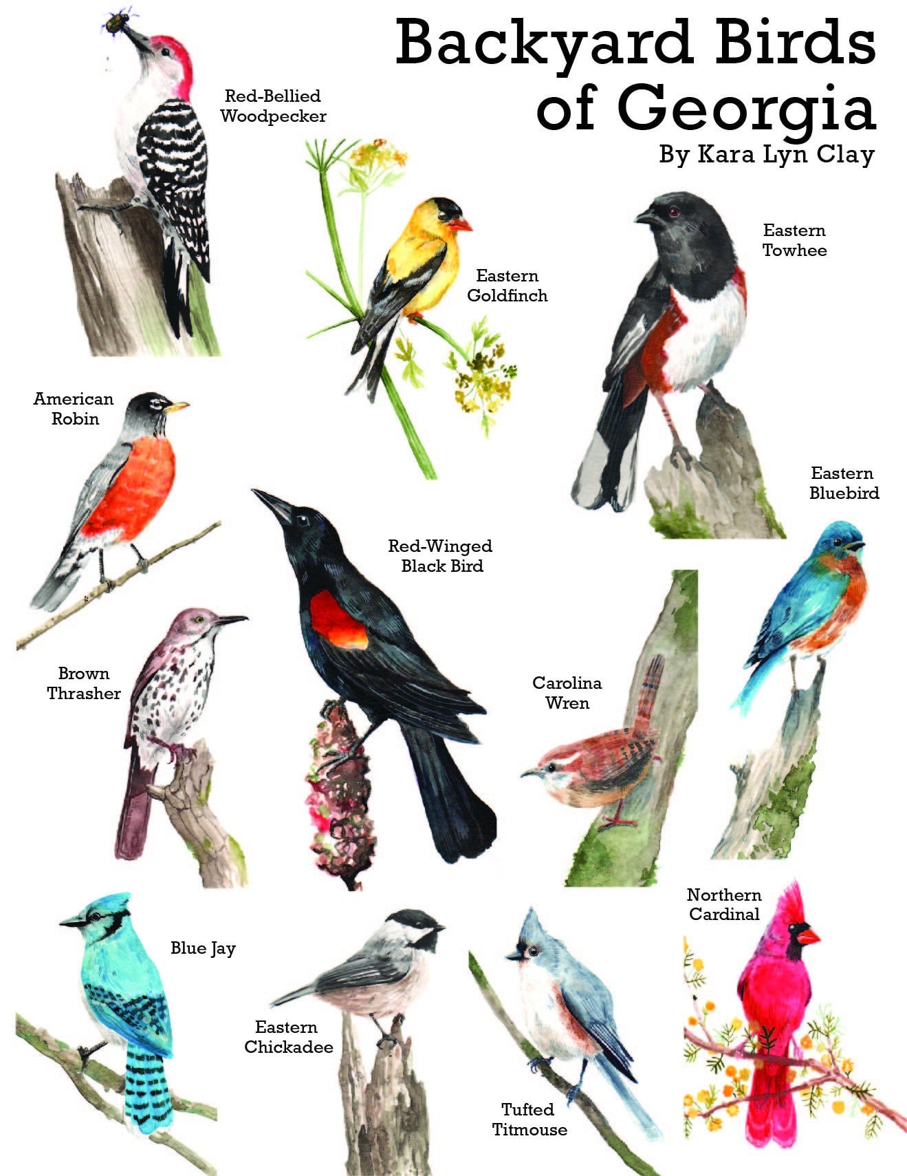 Backyard Birds of Georgia - Etsy