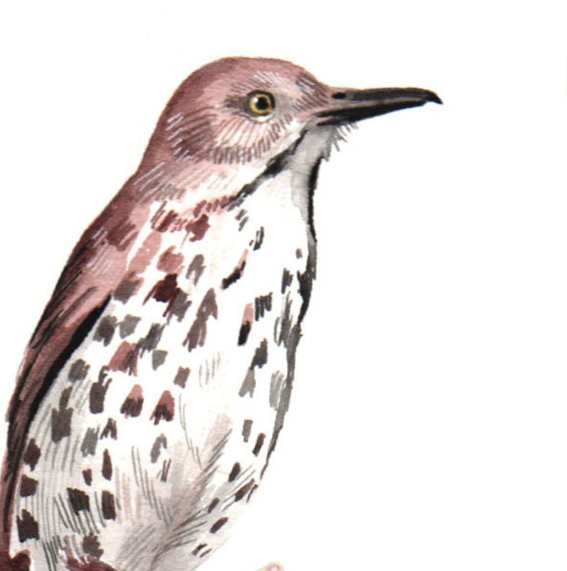 Brown Thrasher Watercolor Print: Georgia State Bird Art - Etsy