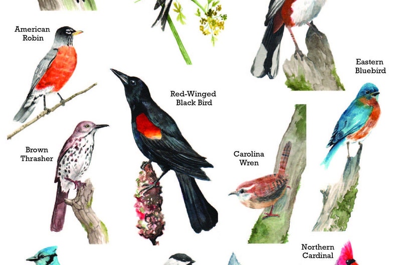 Backyard Birds of Georgia - Etsy