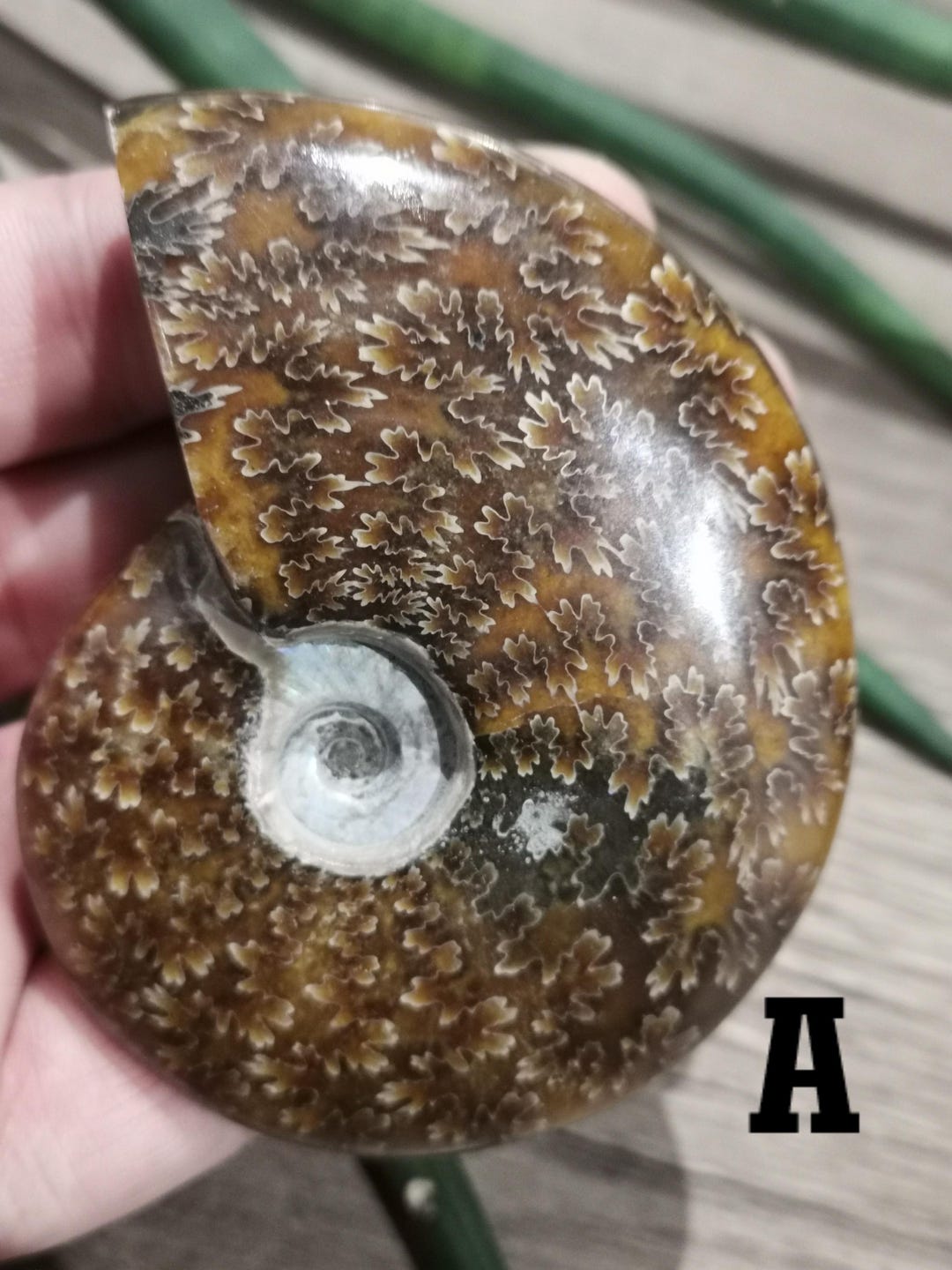 Fossilized Ammonite, Magnificent Specimen to Display. CHOICE - Etsy