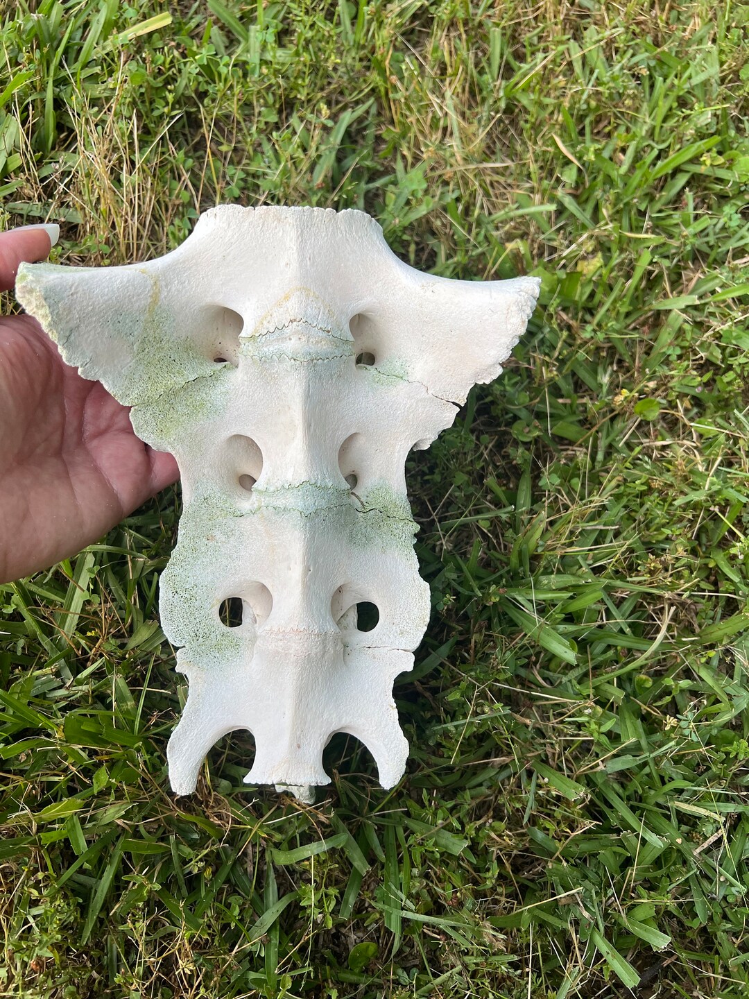 Cow Sacrum Bone - Etsy