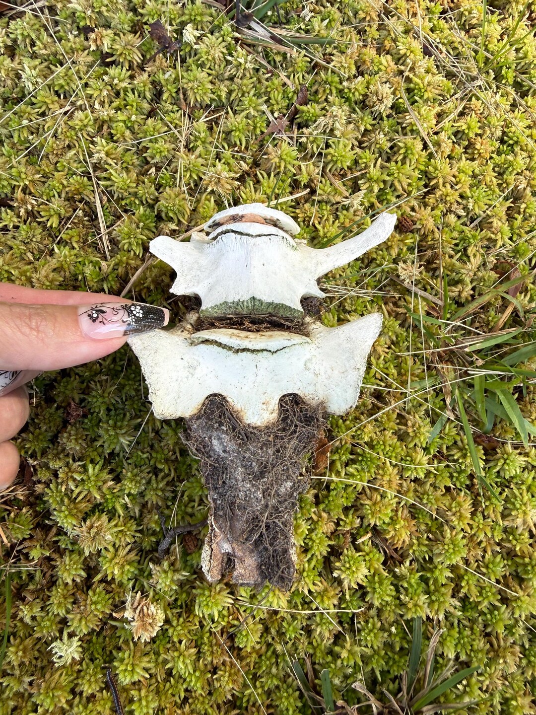Moss Covered Deer Sacrum With Vertebra - Etsy