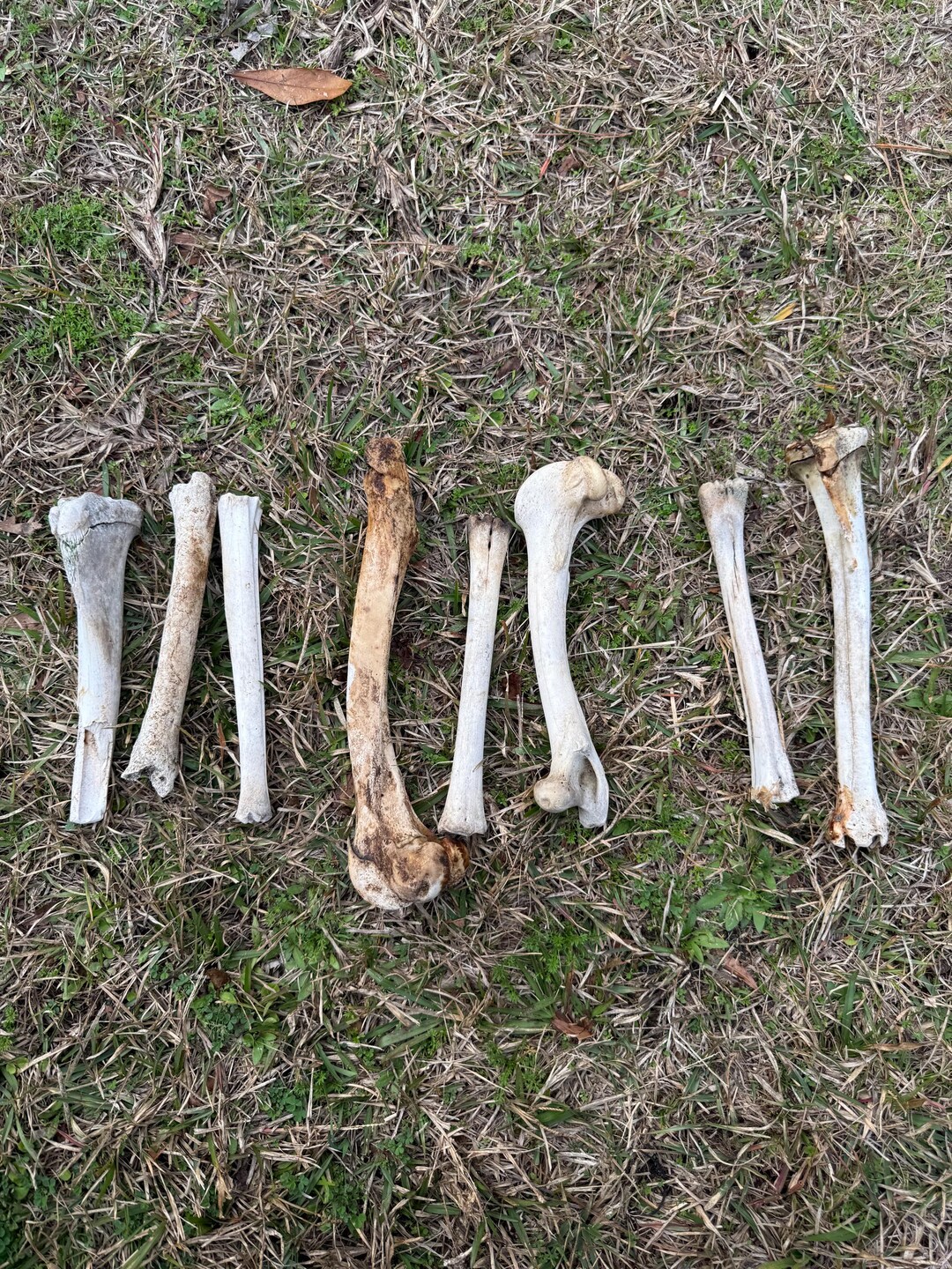 Nature Cleaned Leg Bones - Ethically Sourced - Etsy