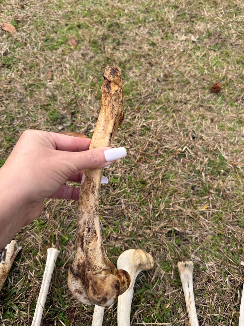 Nature Cleaned Leg Bones - Ethically Sourced - Etsy