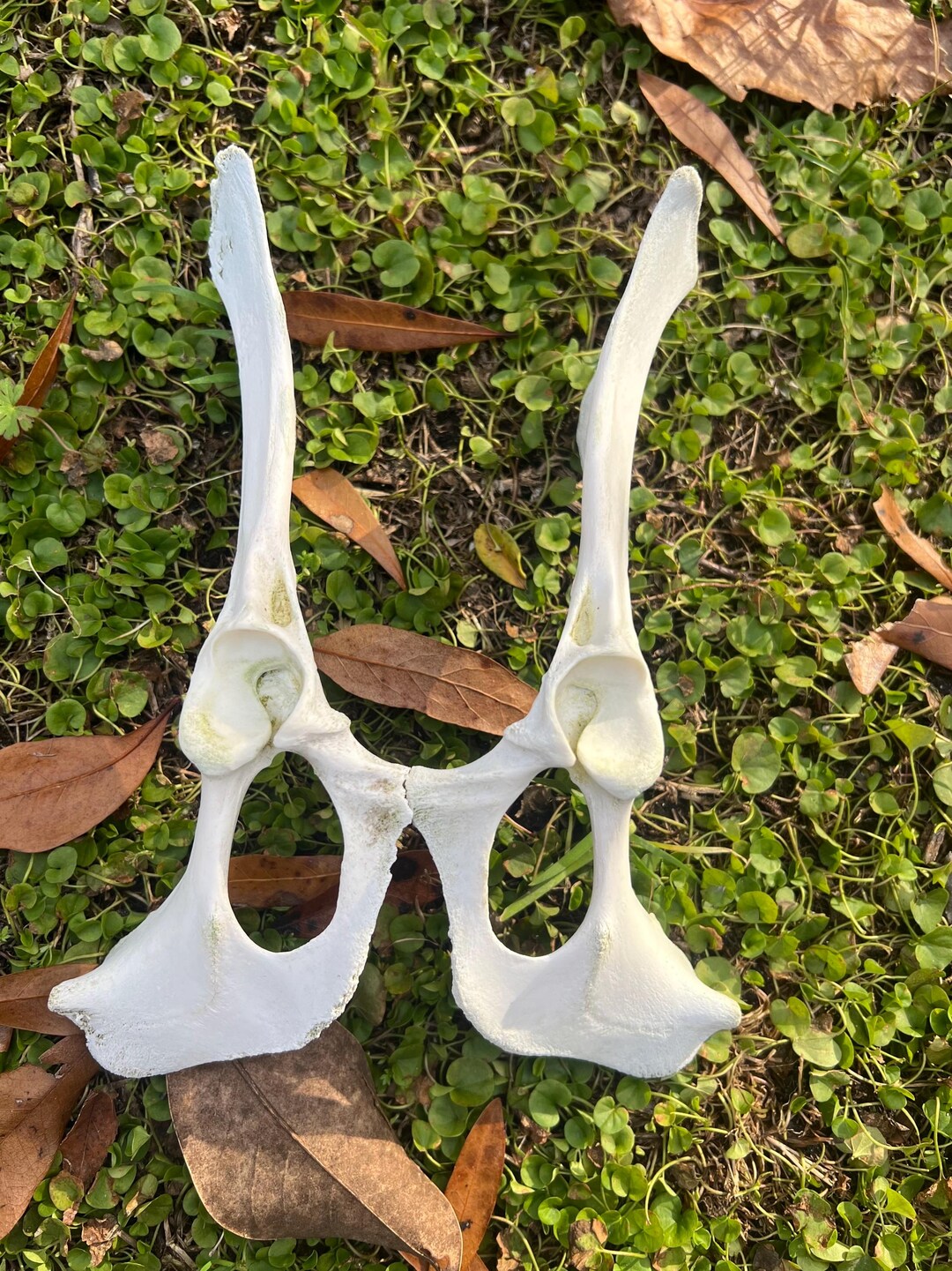 Deer Pelvis Bones - Etsy
