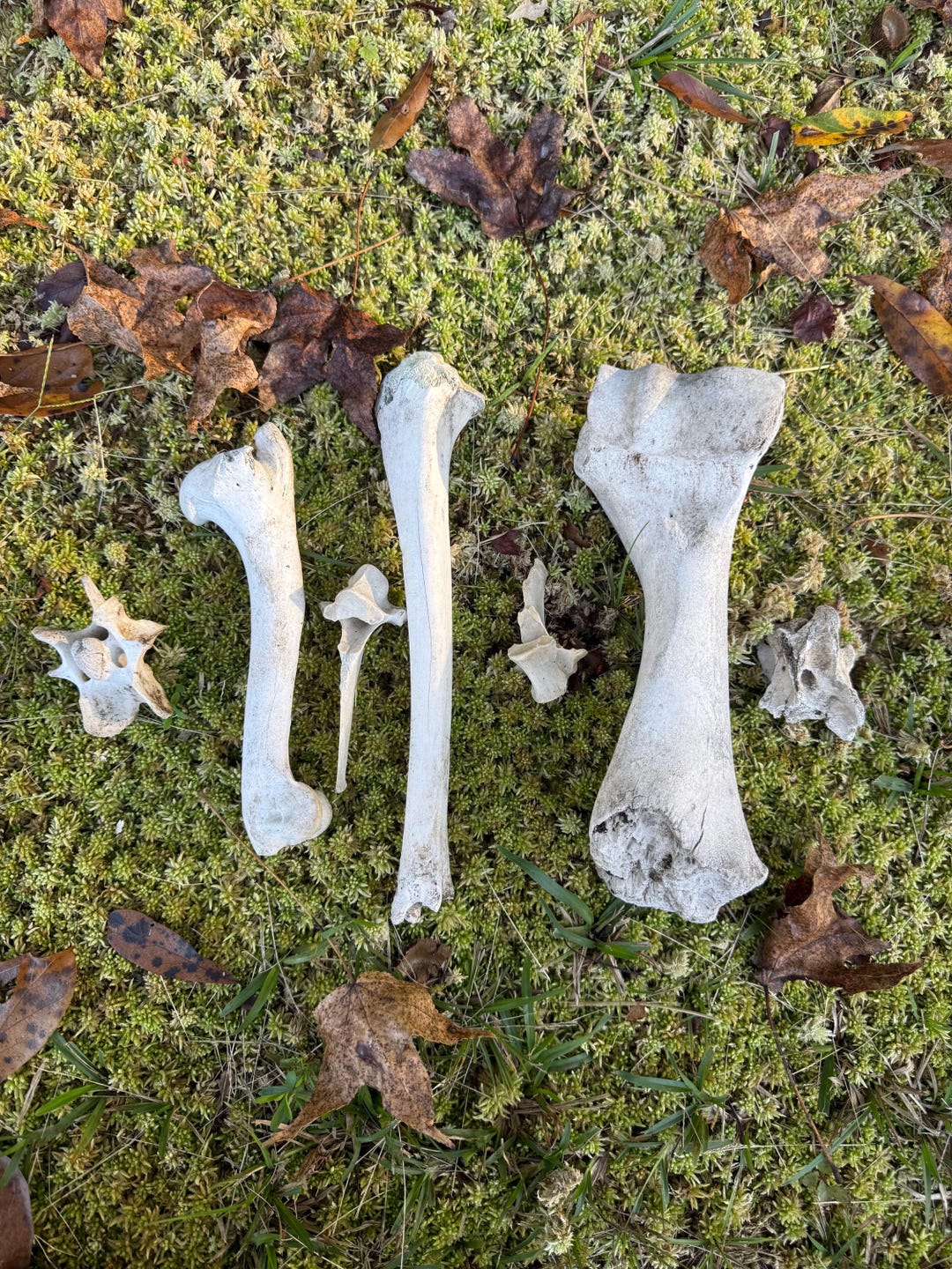 Nature Cleaned Bone Collection: Cow & Deer Leg Bones, Vertebrae - Etsy