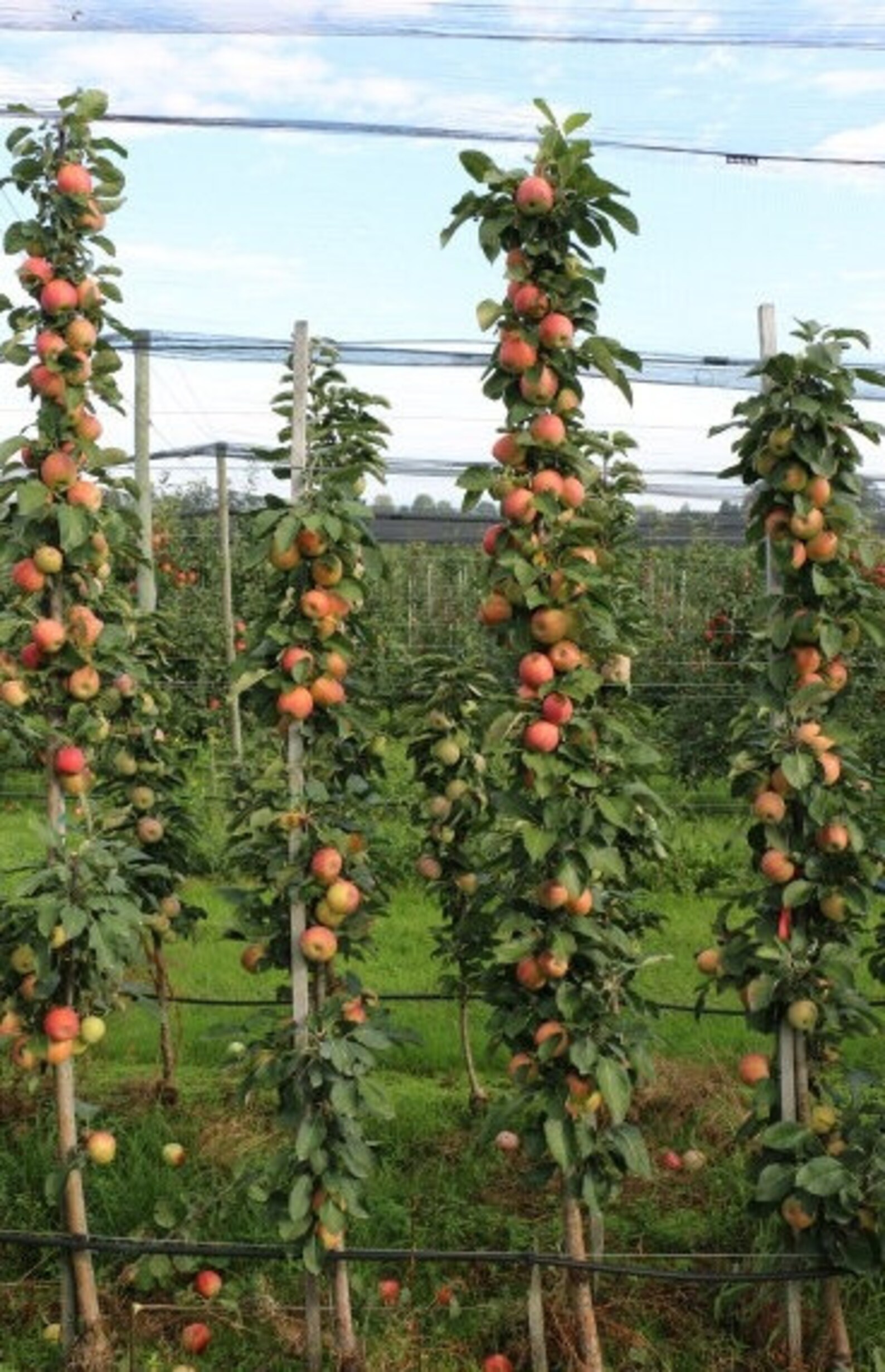 Columnar and Dwarf Fruit Trees 105 Free Age 3-gift plant | Etsy