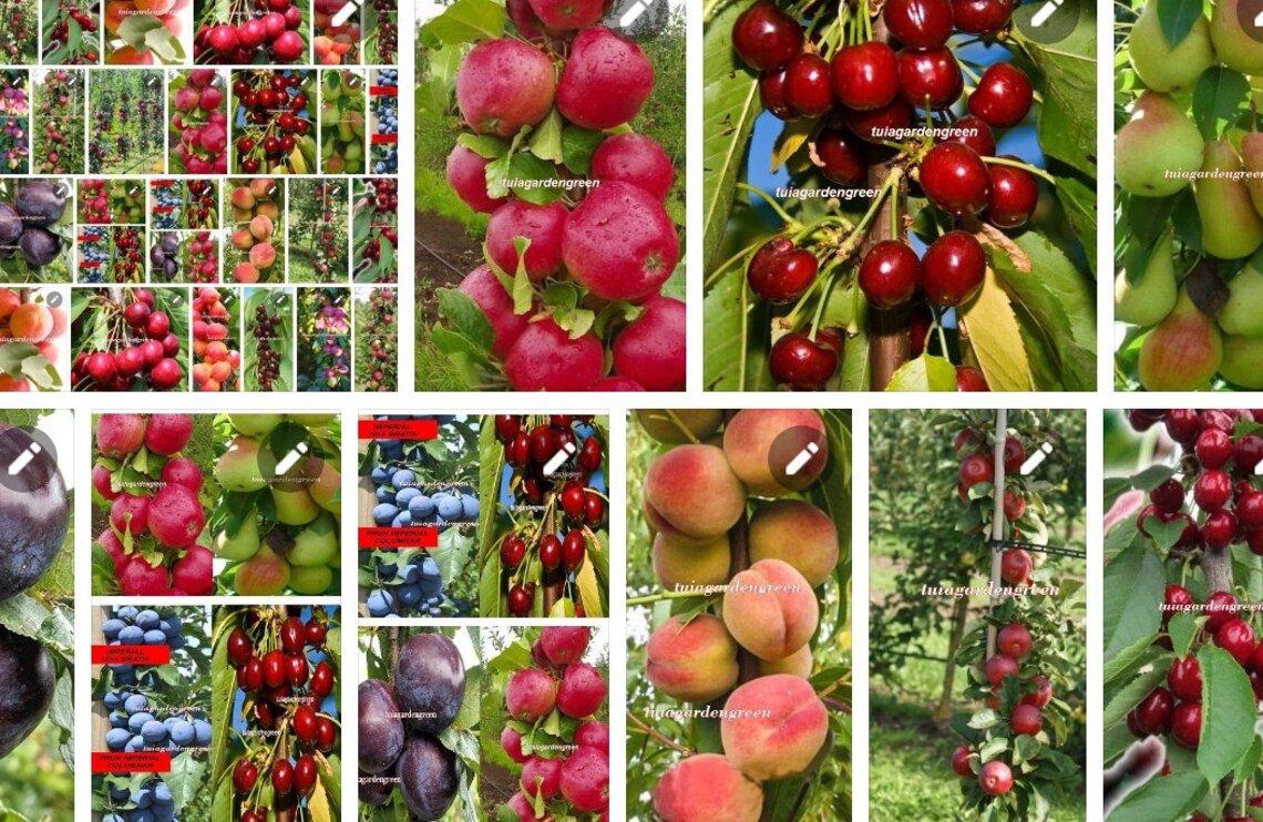 Columnar and Dwarf Fruit Trees 105 Free Age 3-gift plant | Etsy