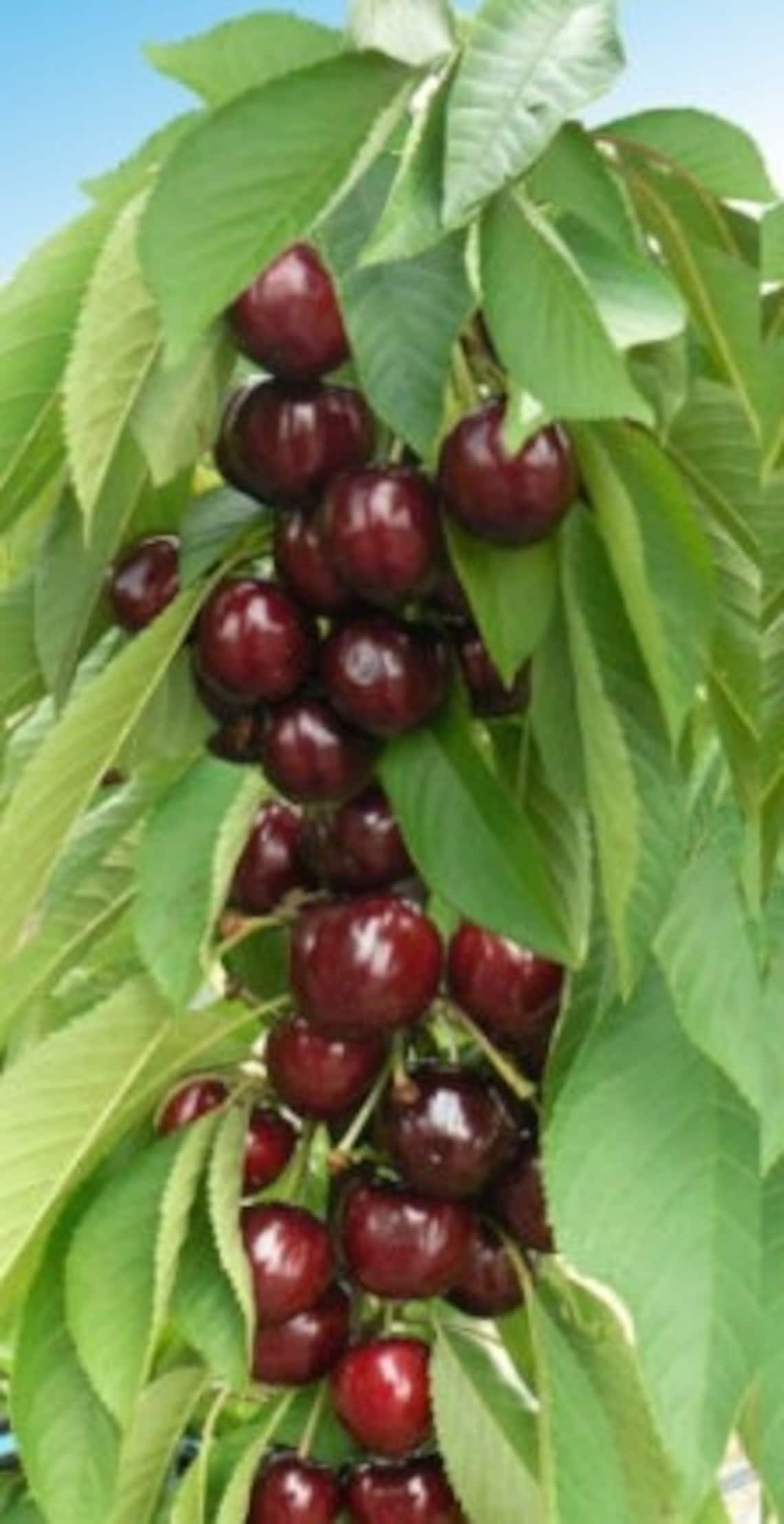 Columnar and Dwarf Fruit Trees 105 Free Age 3-gift plant | Etsy