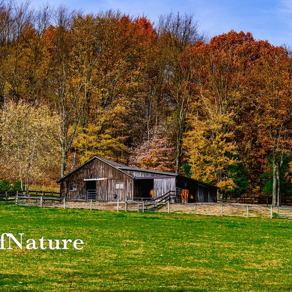 Amish Picture - Etsy