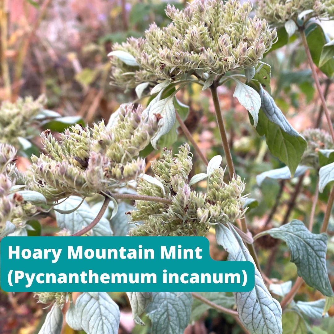 Hoary Mountain Mint (pycnanthemum Incanum), 300+ Seeds, Native Mint ...