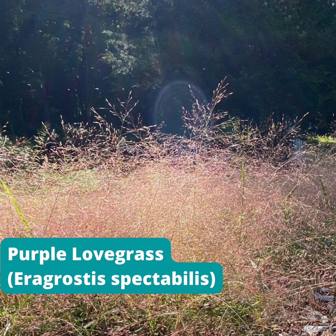 Purple Love Grass, 250+ Seeds, Eragrostis Spectabilis, Native Warm ...