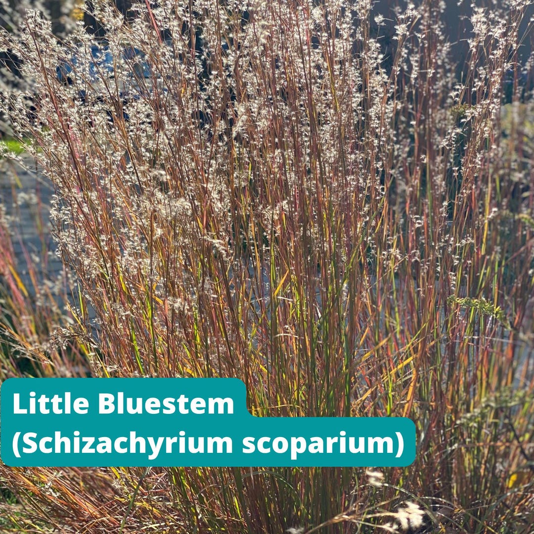 Little Bluestem (schizachyrium Scoparium) 50+ Seeds, Native Plant Seeds ...