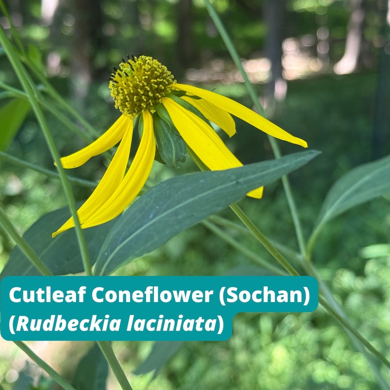 Cutleaf Coneflower (sochan) - Rudbeckia Laciniata, 50+ Seeds, Hardy ...