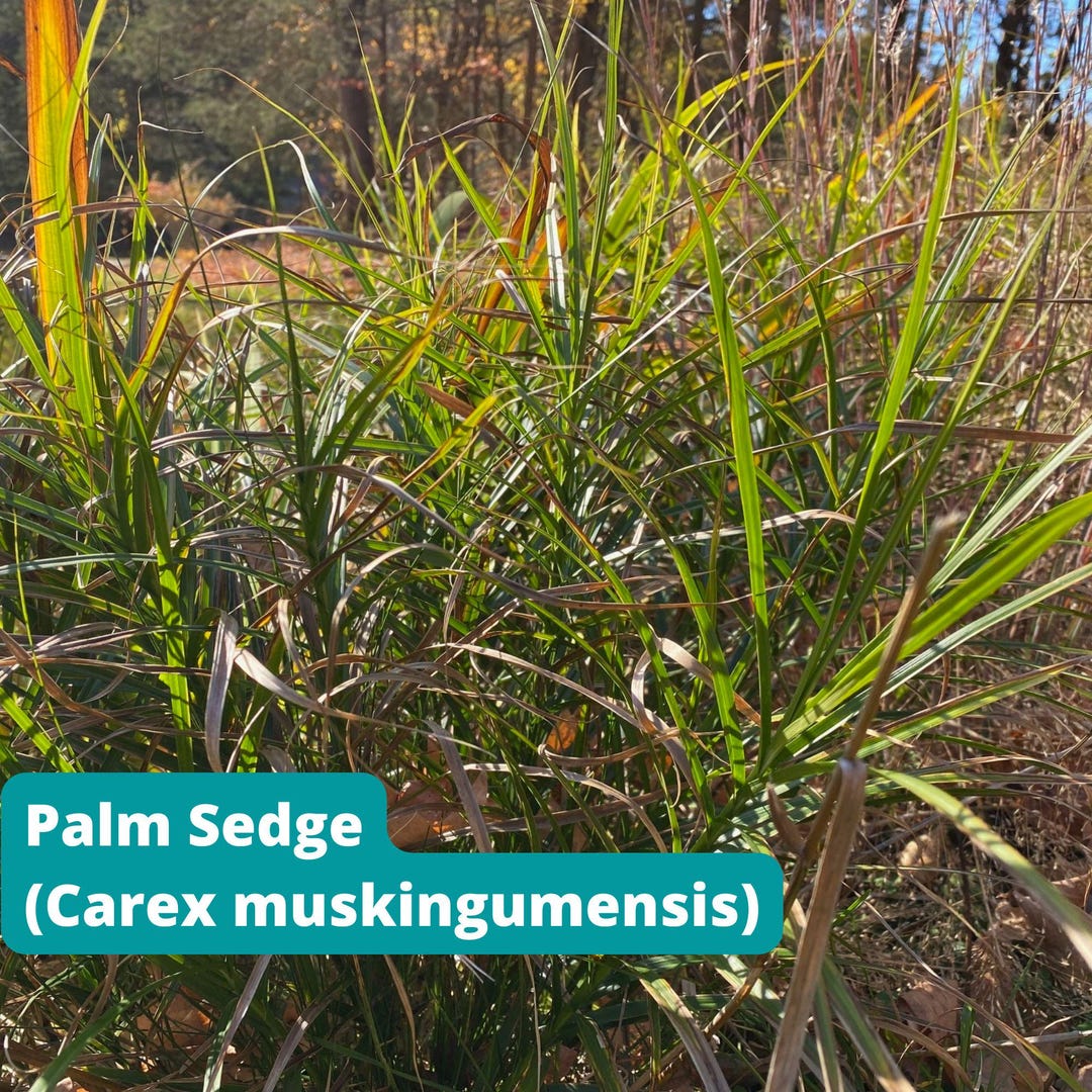 Palm Sedge Seeds, Carex Muskingumensis, 75+ Seeds, Native Perennial ...