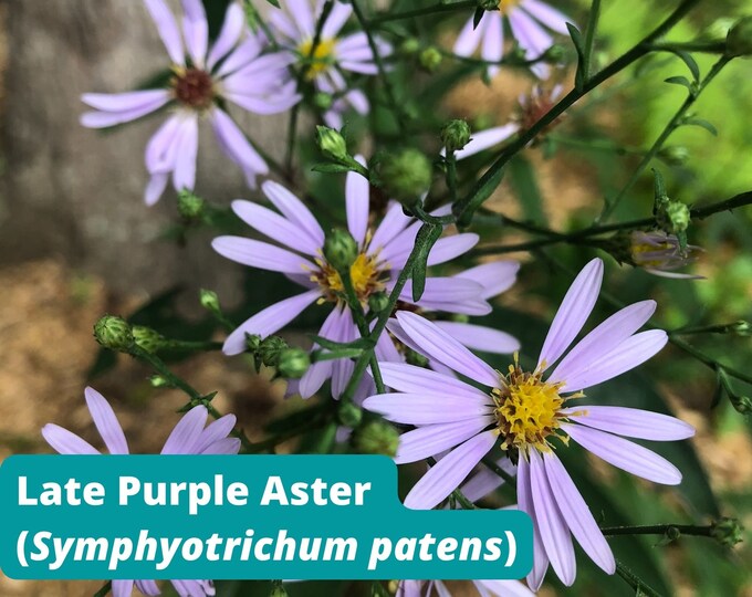 Late Purple Aster, Symphyotrichum Patens, 50+ Seeds, Native Perennial ...
