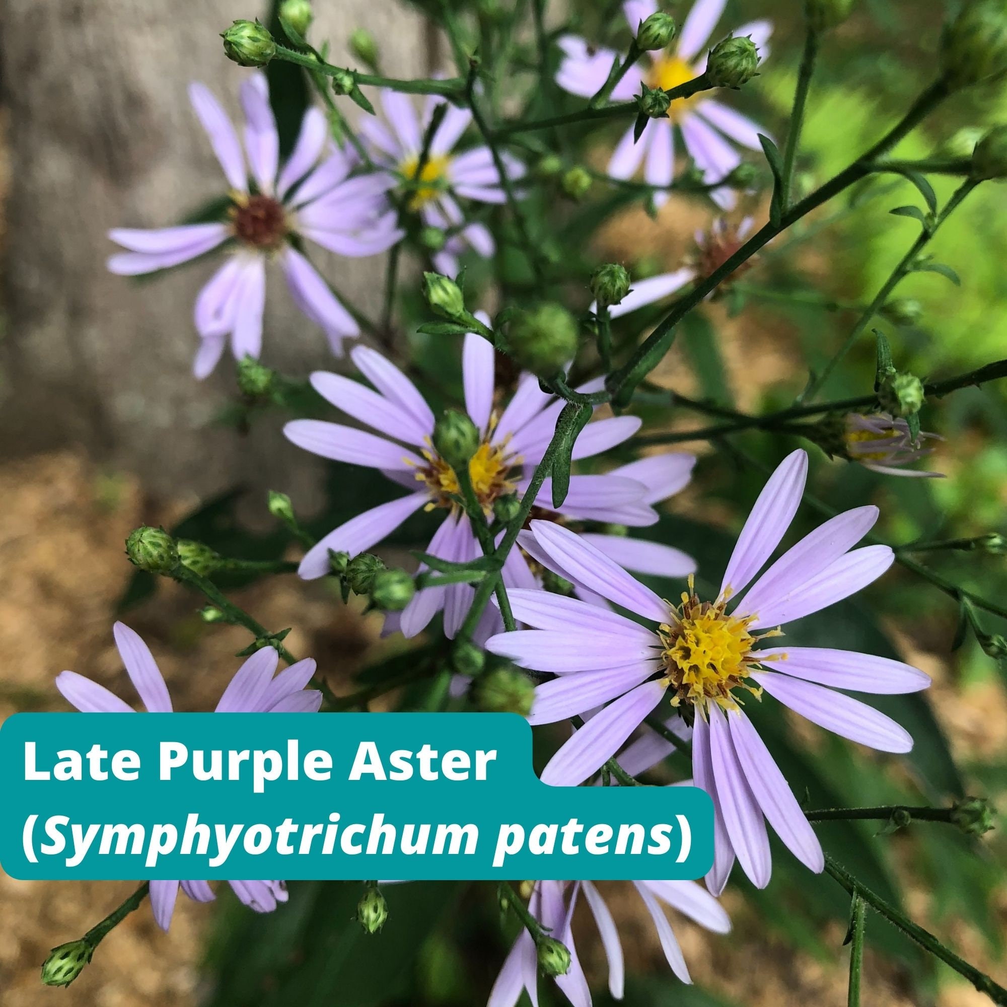 Symphyotrichum Patens
