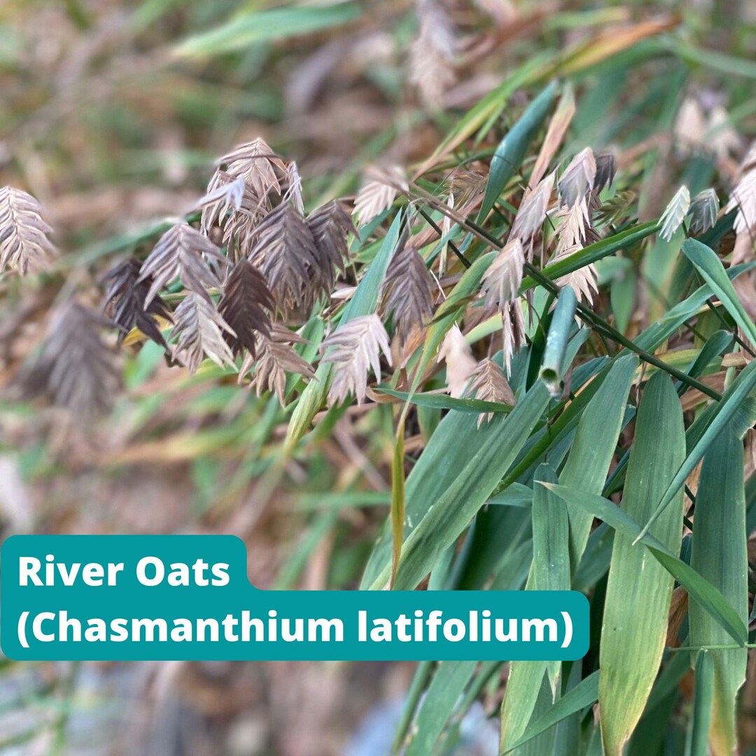 River Oats / Northern Sea Oats Native Grass Seed (50+ Seeds ...
