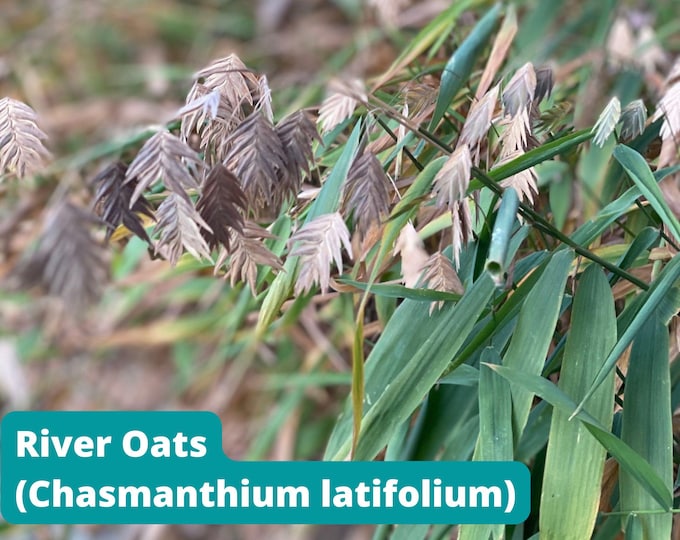 River Oats / Northern Sea Oats Native Grass Seed (100+ Seeds ...