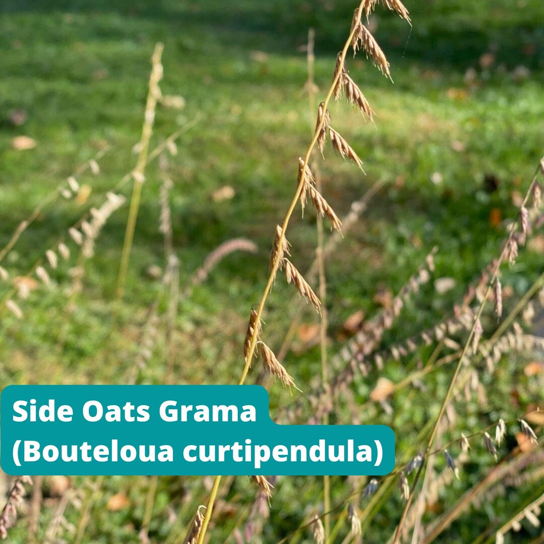 Side Oats Grama, 150+ Seeds, Bouteloua Curtipendula, Native Warm-season ...