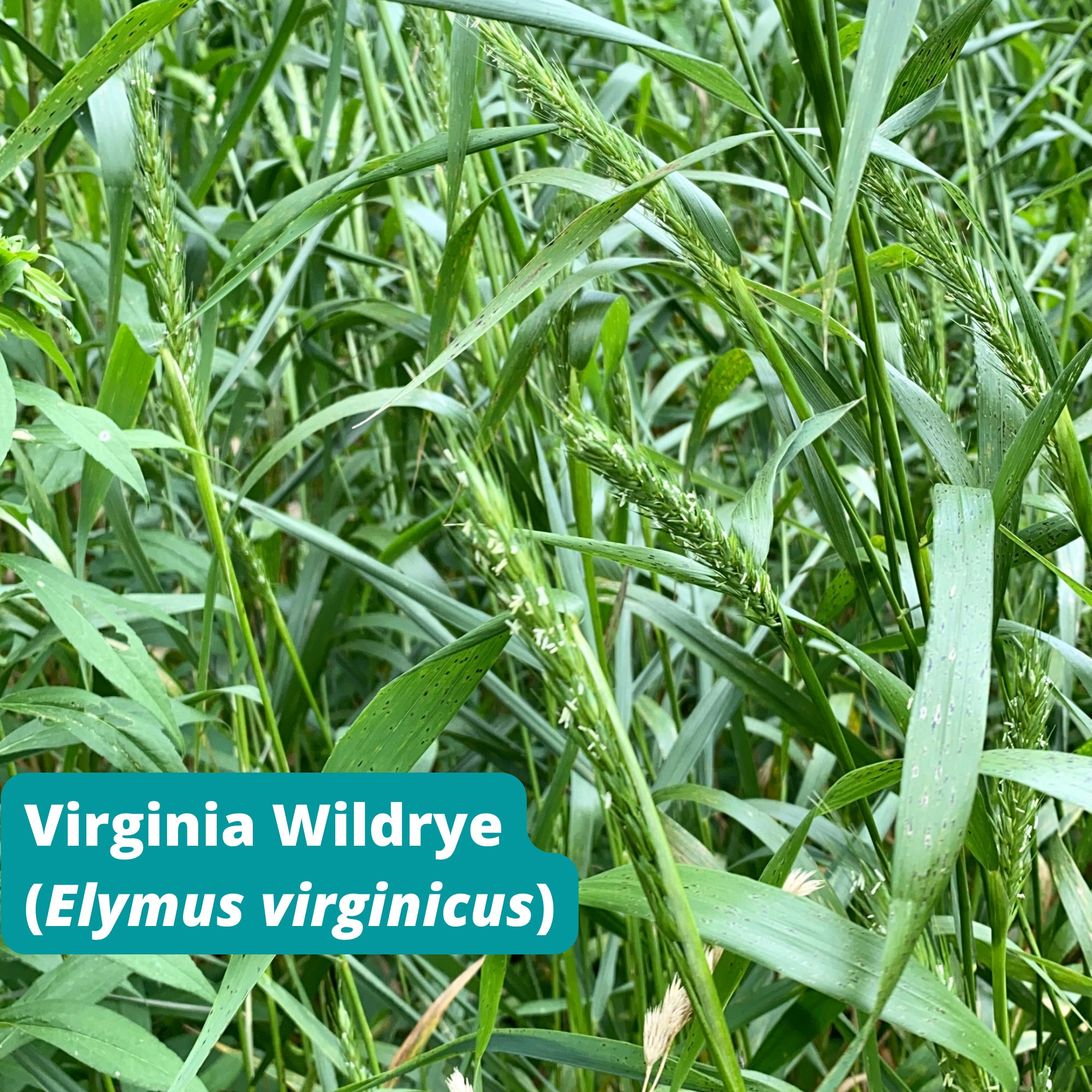 Elymus Virginicus