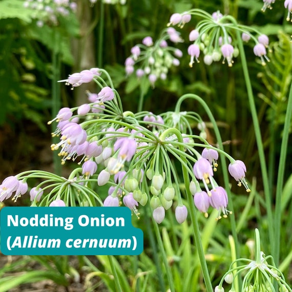 Nodding Onion 45 Seeds Allium Cernuum Native Perennial - Etsy