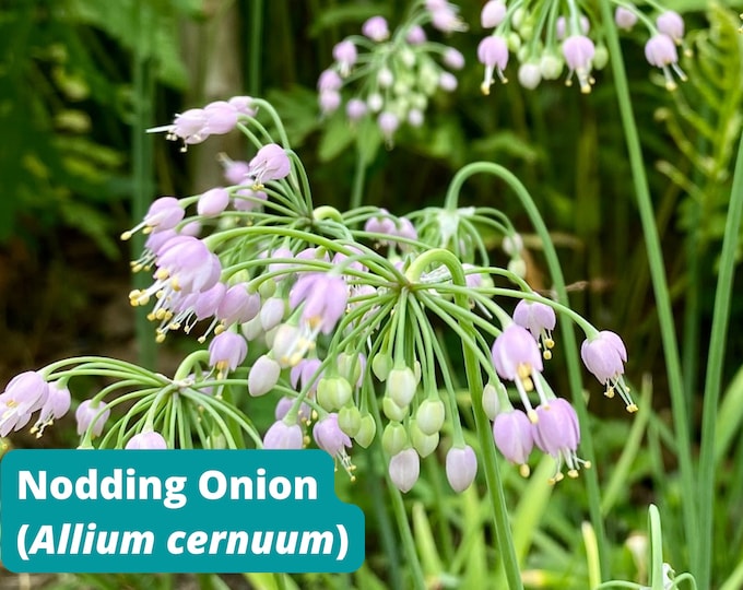 Nodding Onion, 45+ Seeds, Allium Cernuum, Native Perennial Onion, - Etsy