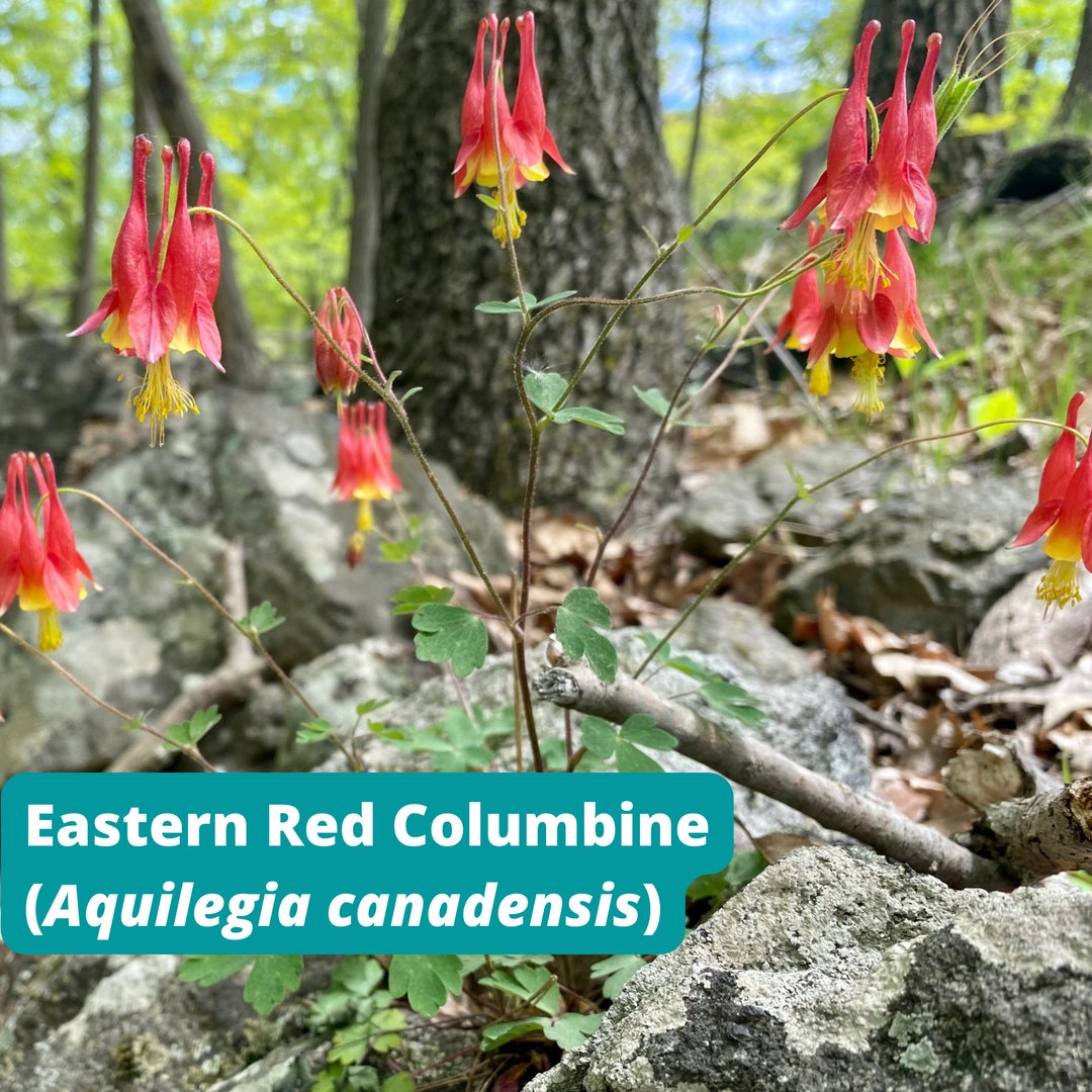 Eastern Red Columbine, Aquilegia Canadensis, 50+ Seeds, Native ...