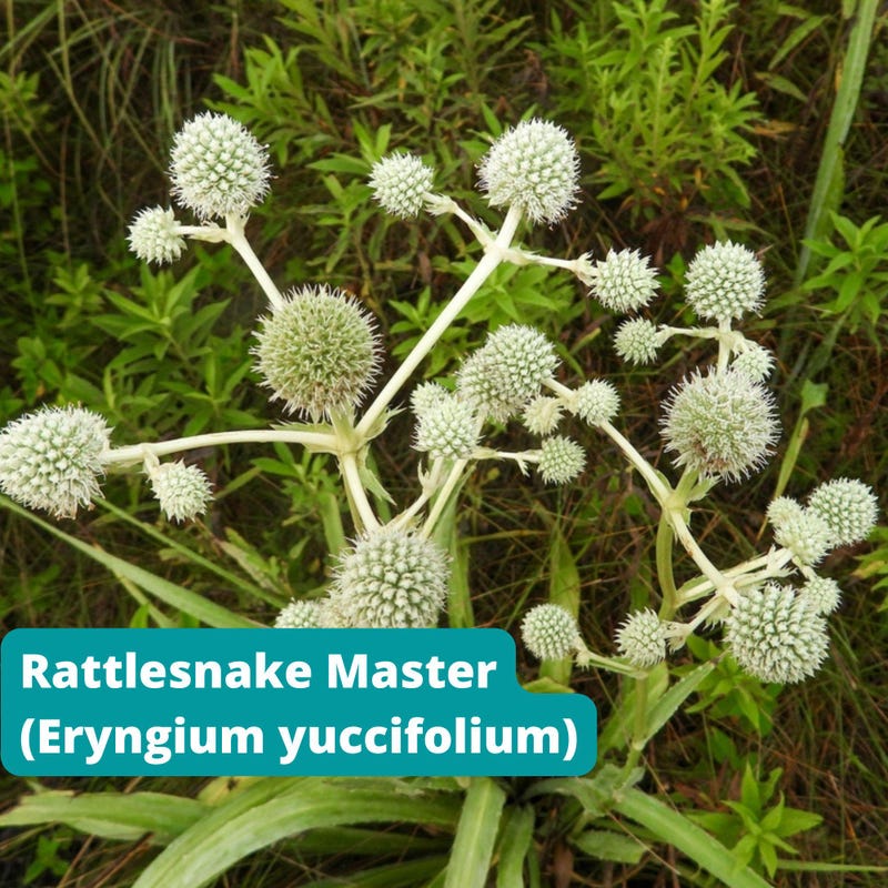 Swallowtail Plant - Etsy