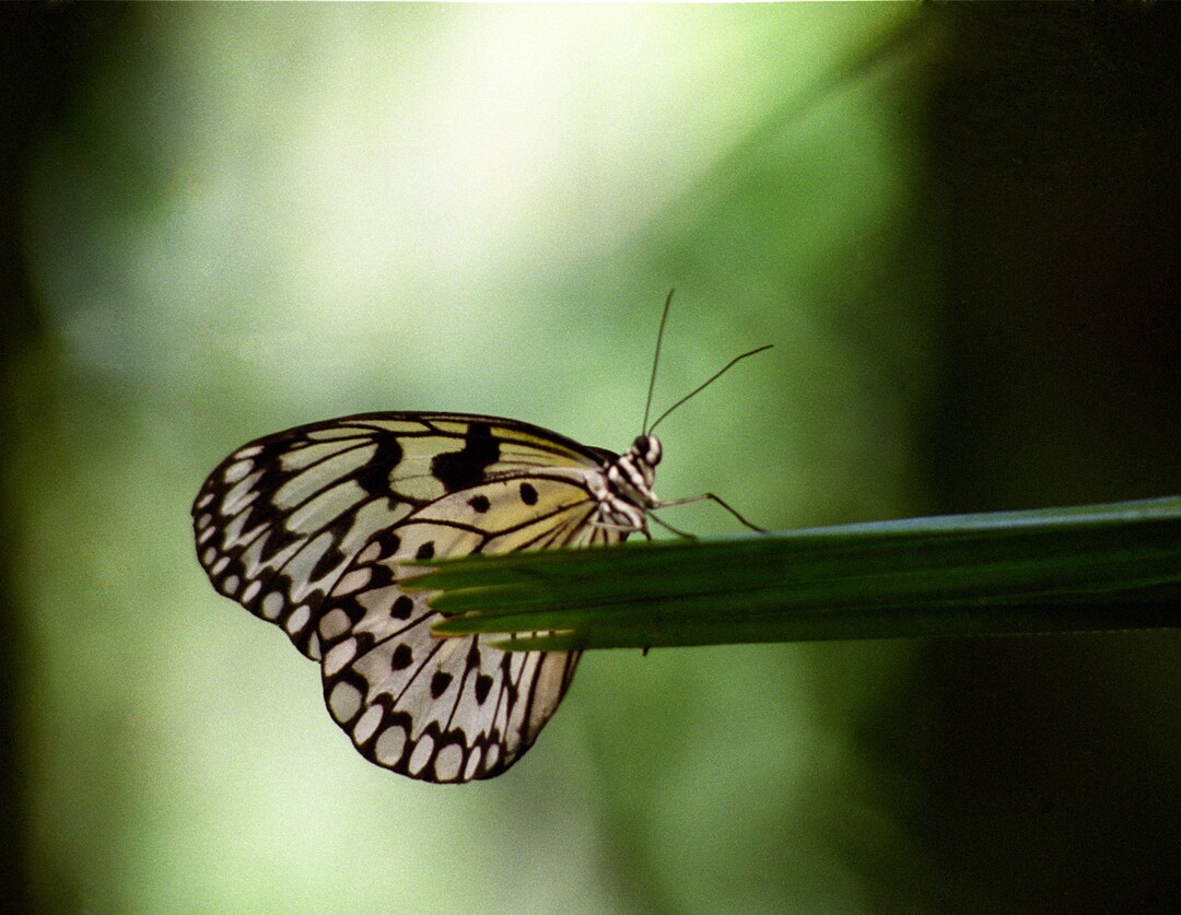 Butterfly & Bokeh Nature Photography Print Butterfly Photography Bokeh ...