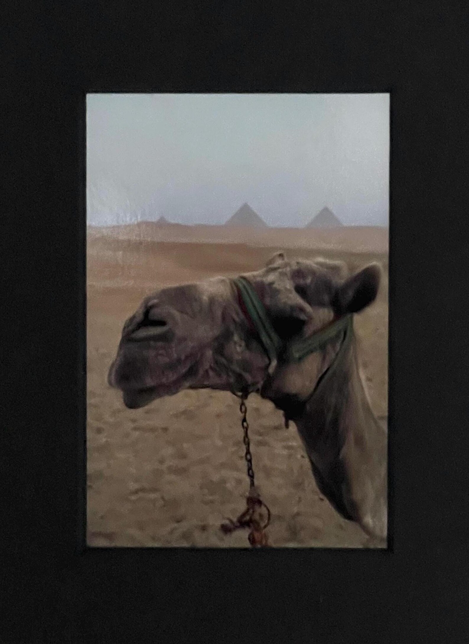 Camel & Pyramids Travel Photography Print Egypt Giza Animal Matted ...