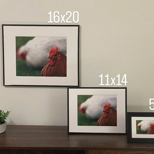 Camel & Pyramids -- Travel Photography Print | Egypt | Giza | Animal ...