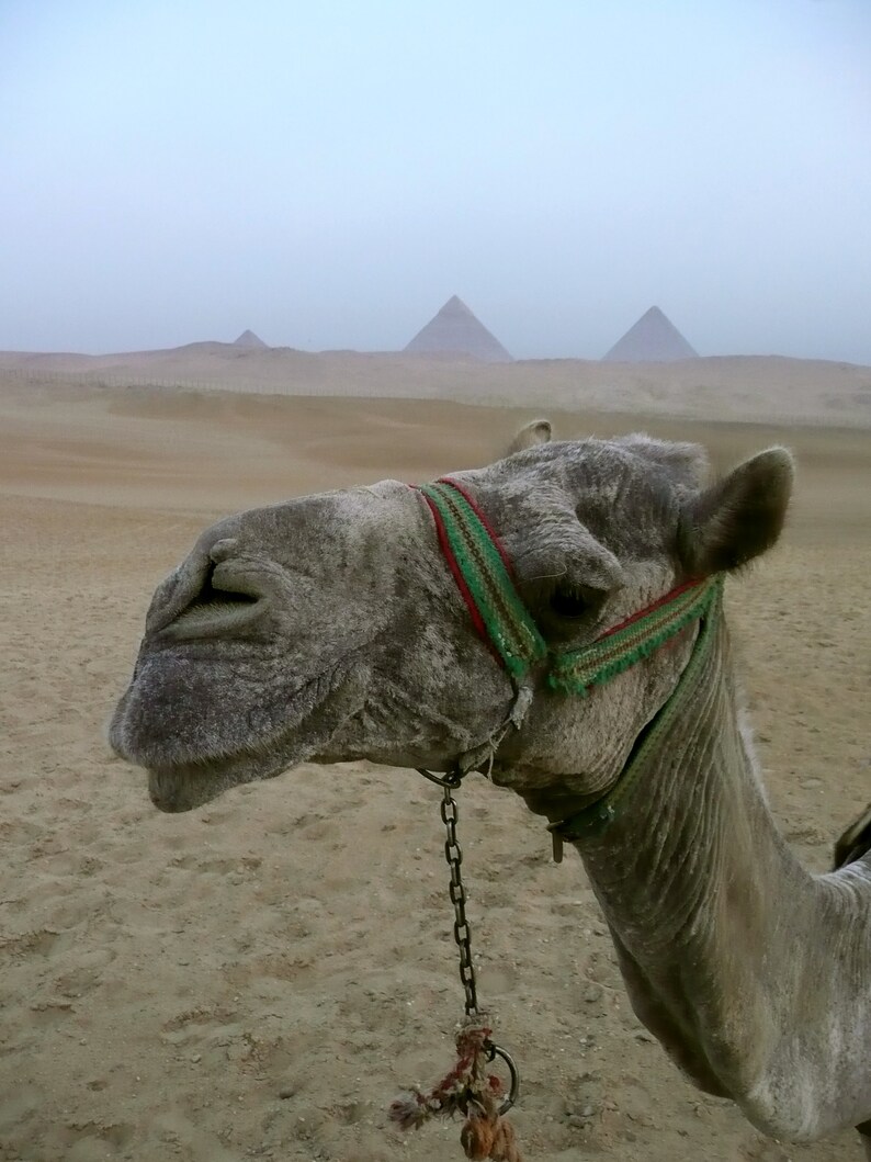 Camel & Pyramids Travel Photography Print Egypt Giza Animal Matted ...