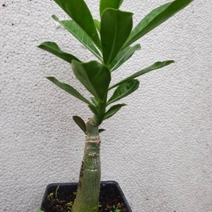 1 Grafted Doubleblack Purple Adenium Obessum/desert Rose Plant. 4-6 ...