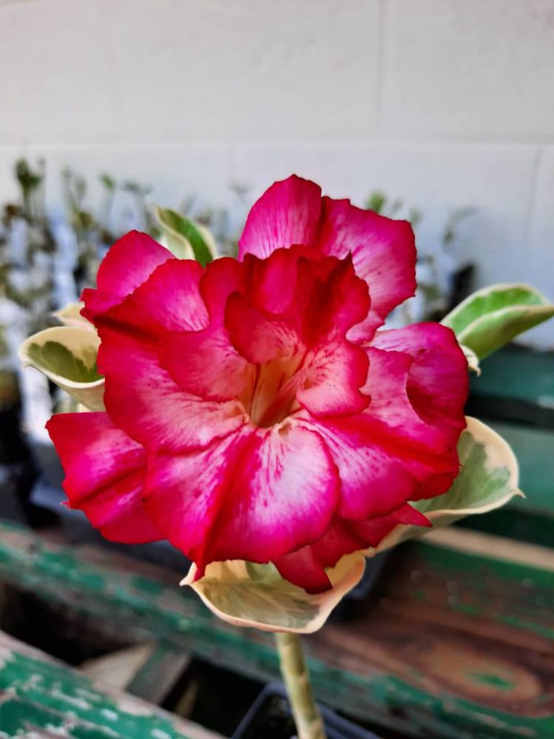 1 Grafted "variegated Red" Adenium Obessum/desert Rose Plant. 4-6 ...