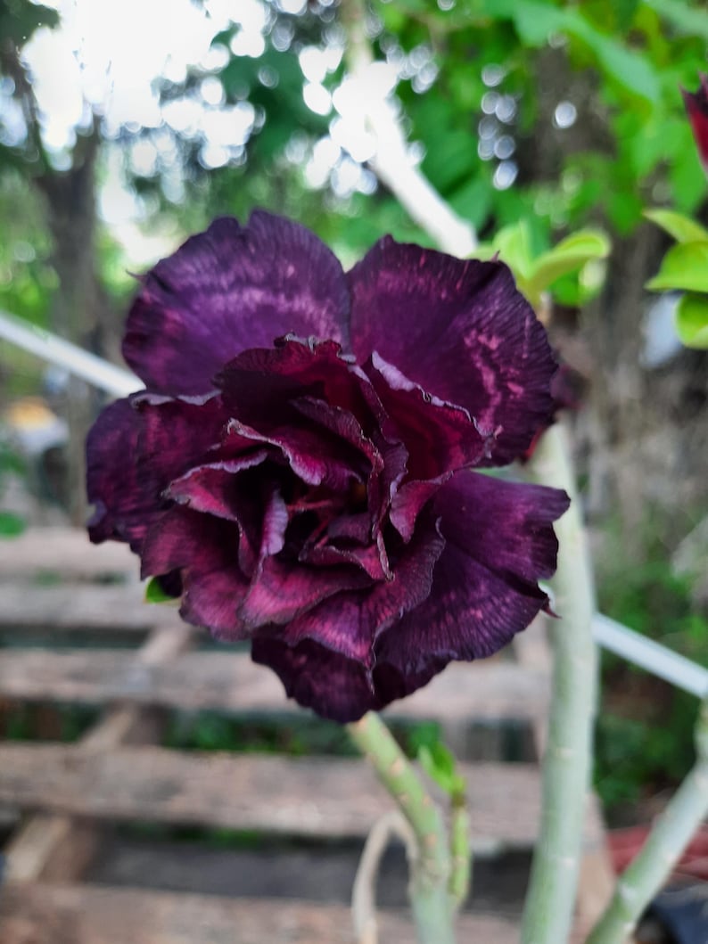 1 Grafted "purple Rose" Adenium Obessum/desert Rose Plant. 4-6 Inches ...