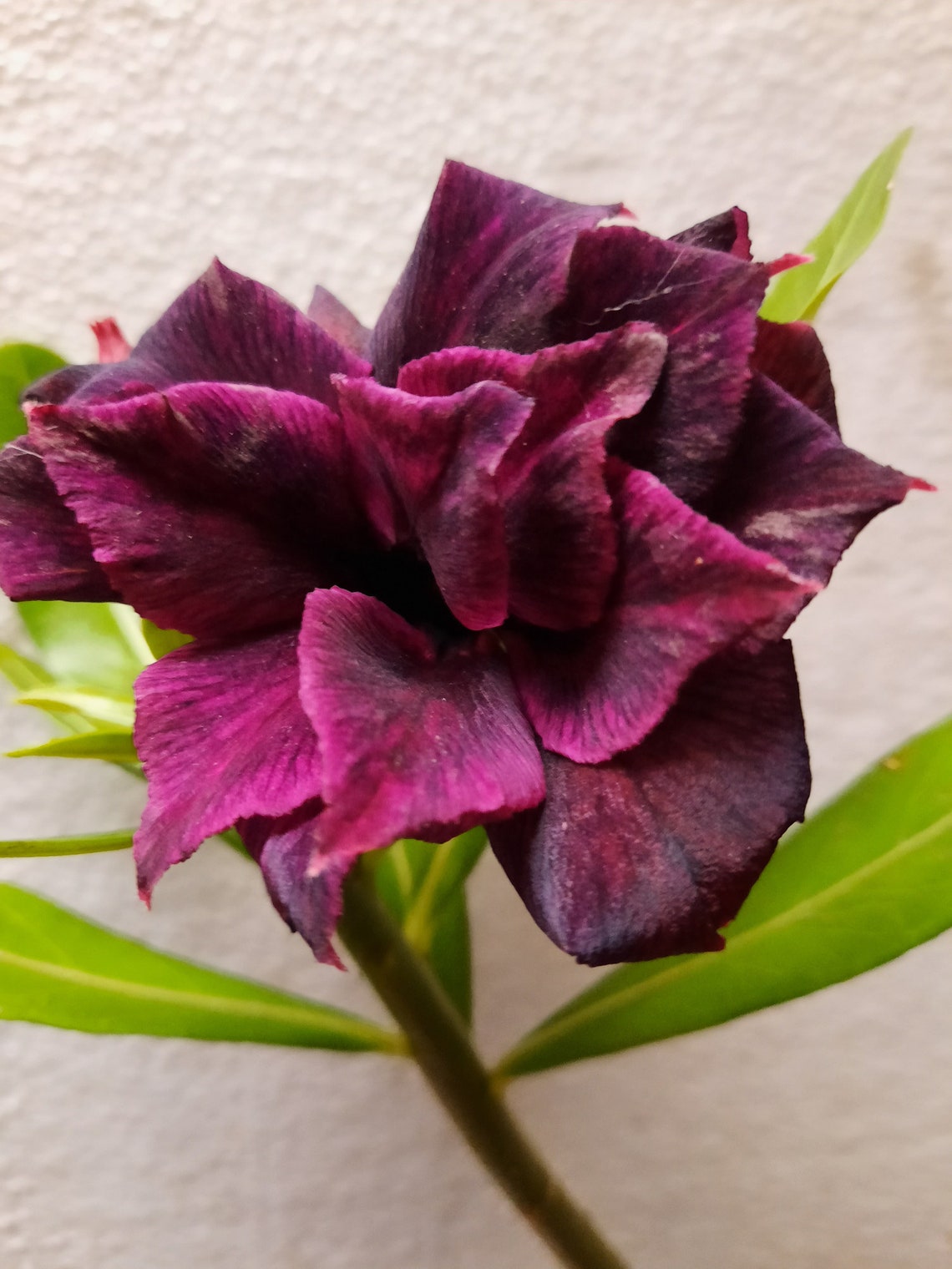 1 Grafted Double "purple Fire" Adenium /desert Rose Plant. 5-7 Inch ...