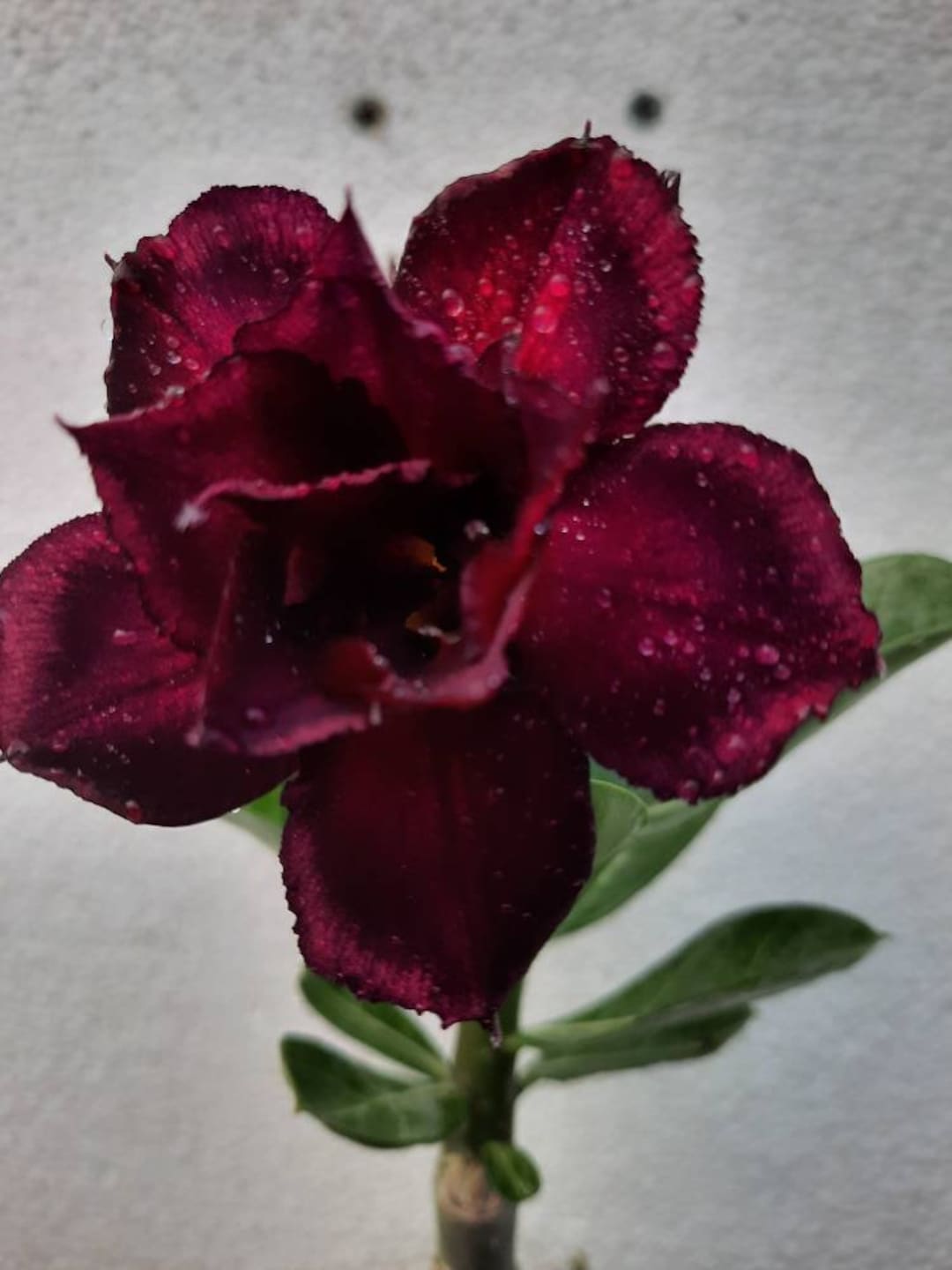 1 Grafted Double "sweet Plum" Adenium Obessum/desert Rose Plant. 4-6 ...