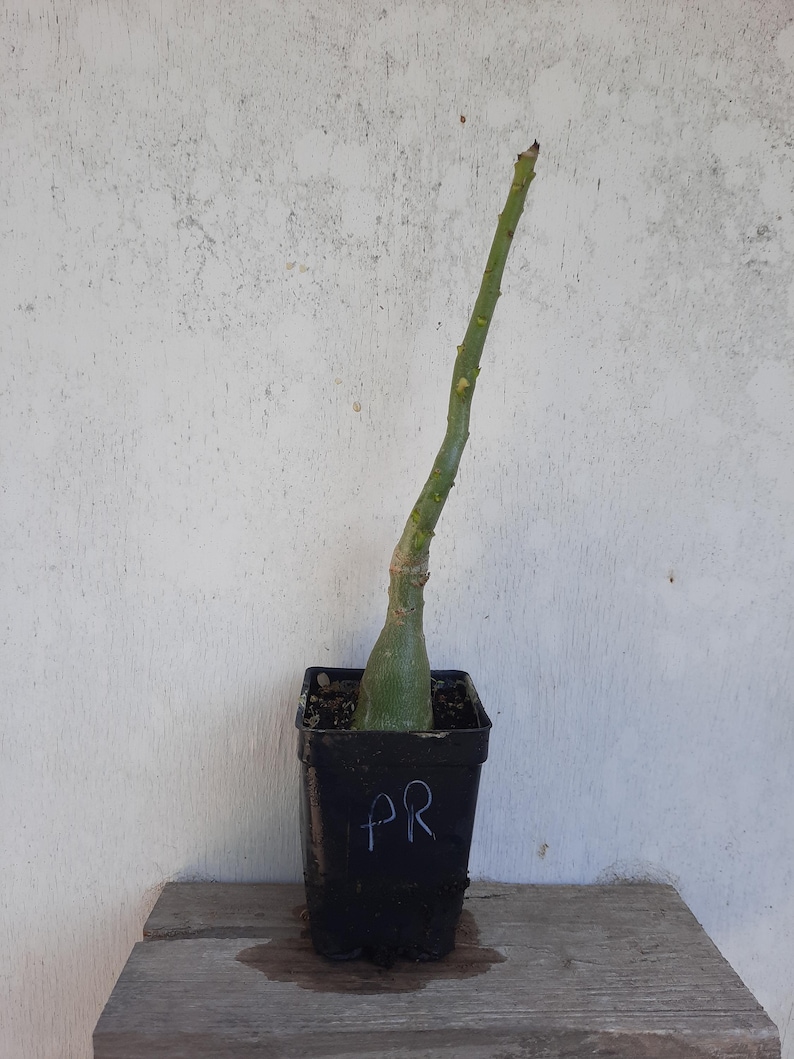 1 Grafted "purple Rose" Adenium Obessum/desert Rose Plant. 4-6 Inches ...