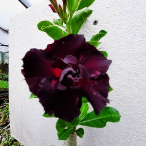 1 Grafted Double"black Purple" Adenium Obessum/desert Rose Plant. 4-6 ...