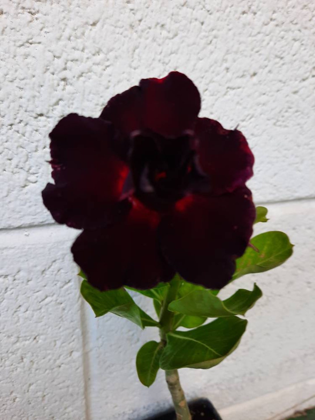 1 Grafted Double"black Purple" Adenium Obessum/desert Rose Plant. 4-6 ...
